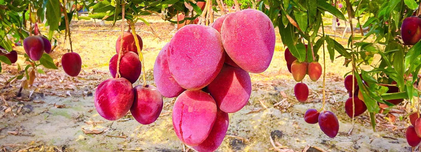What makes SanLucar Mangos so special? | SanLucar