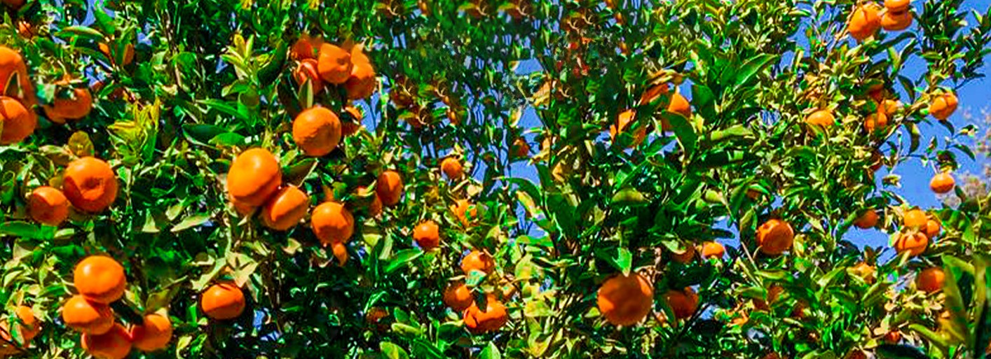 Mandarins from the Land of the Kangaroos. | SanLucar