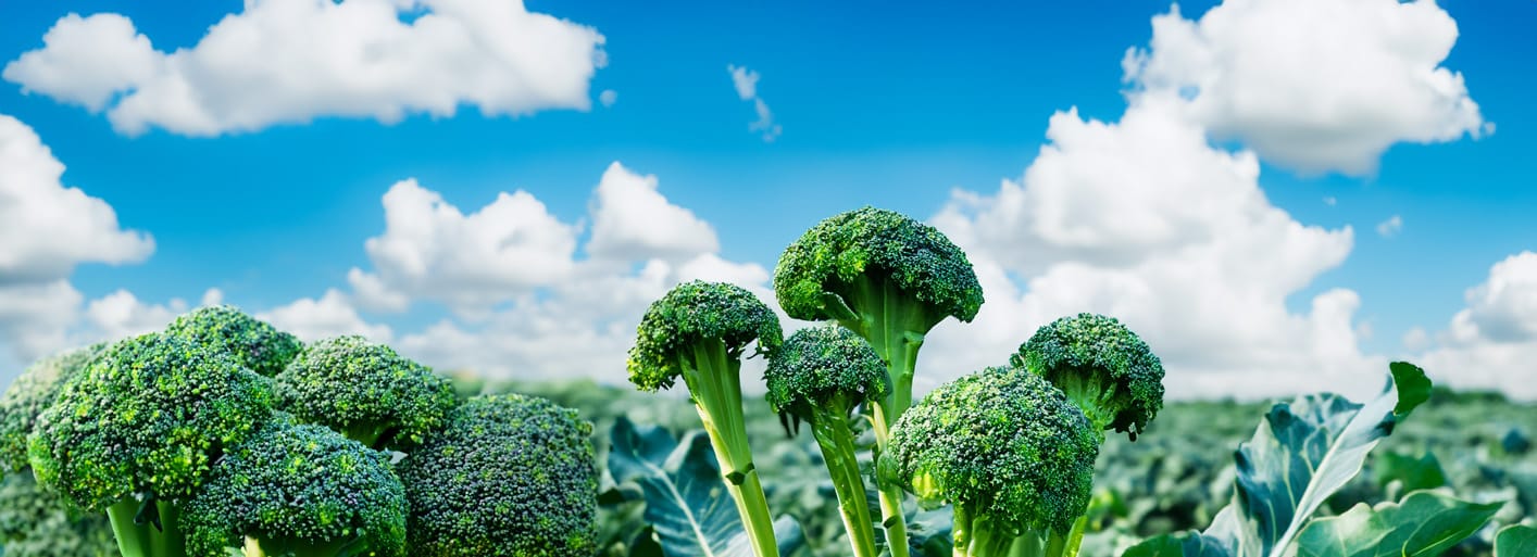 For beautiful skin: broccoli, avocado & Co. | SanLucar