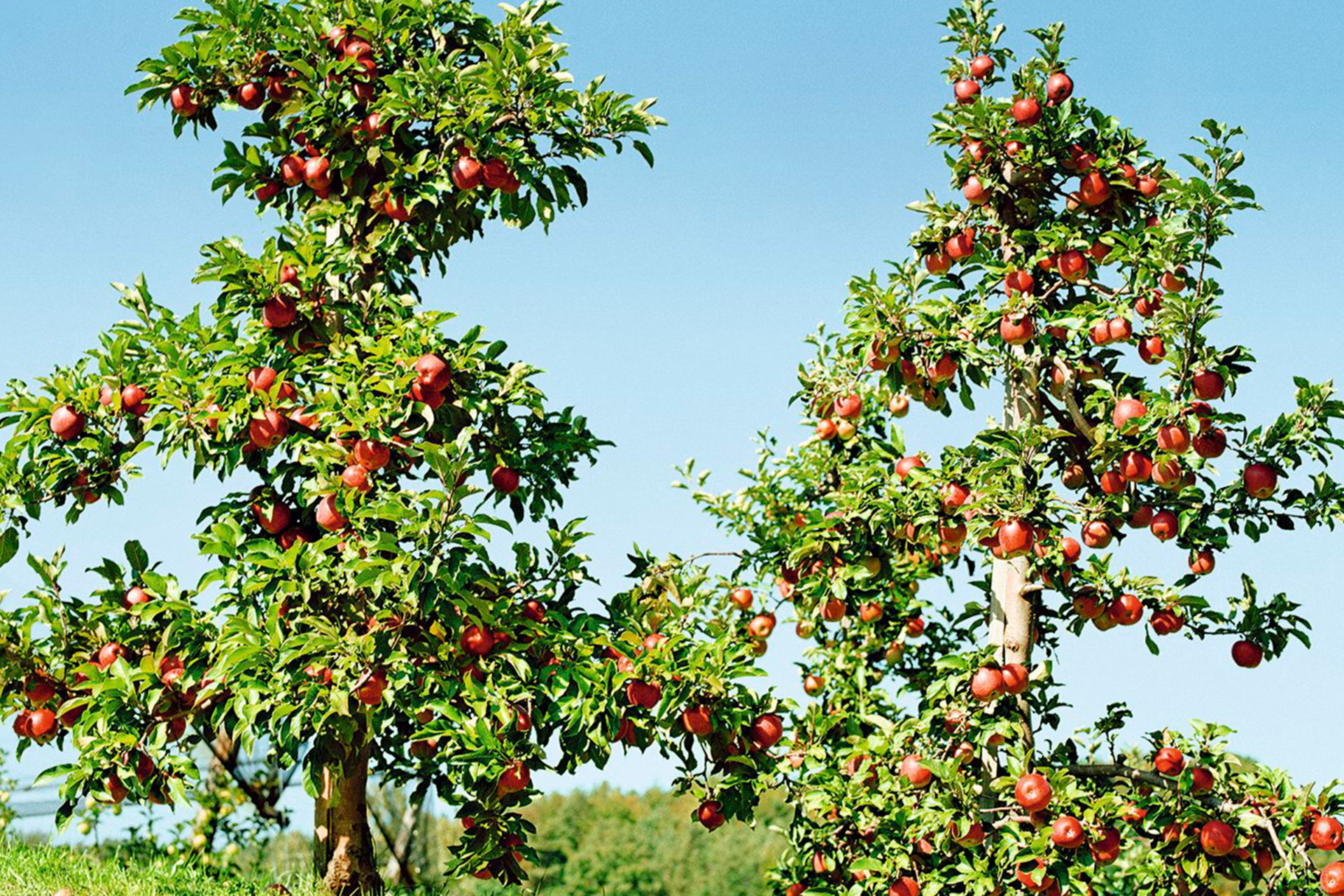 An Apple a day – für einen Darm mit Charme. | SanLucar