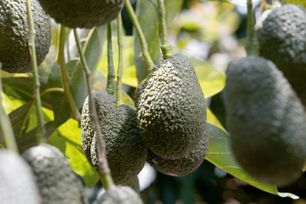 Avocado latte: tendencia de las antípodas. | SanLucar