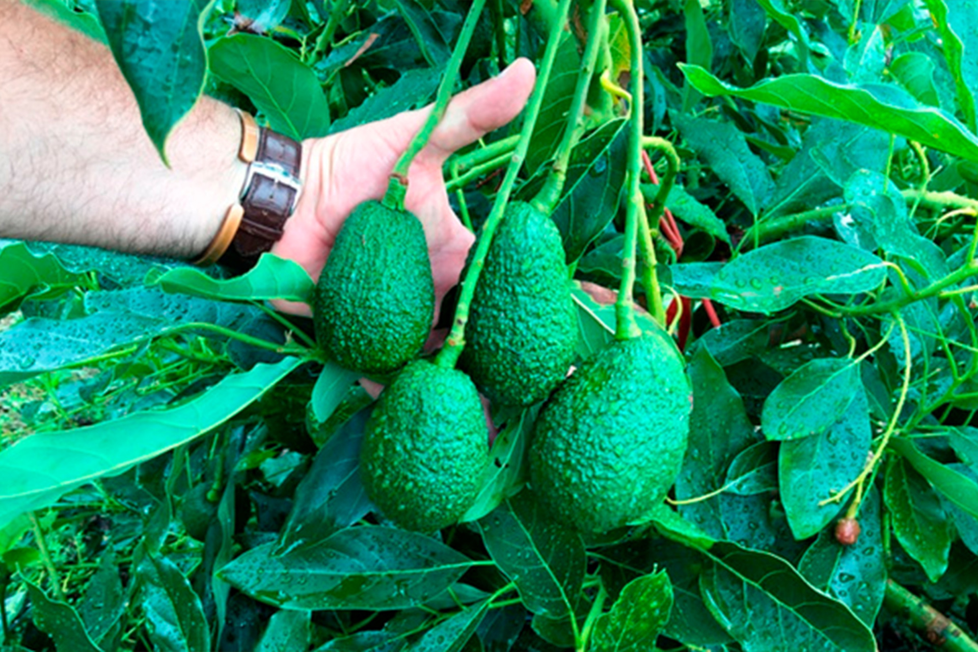 Colombia’s Avocados Valley. | SanLucar