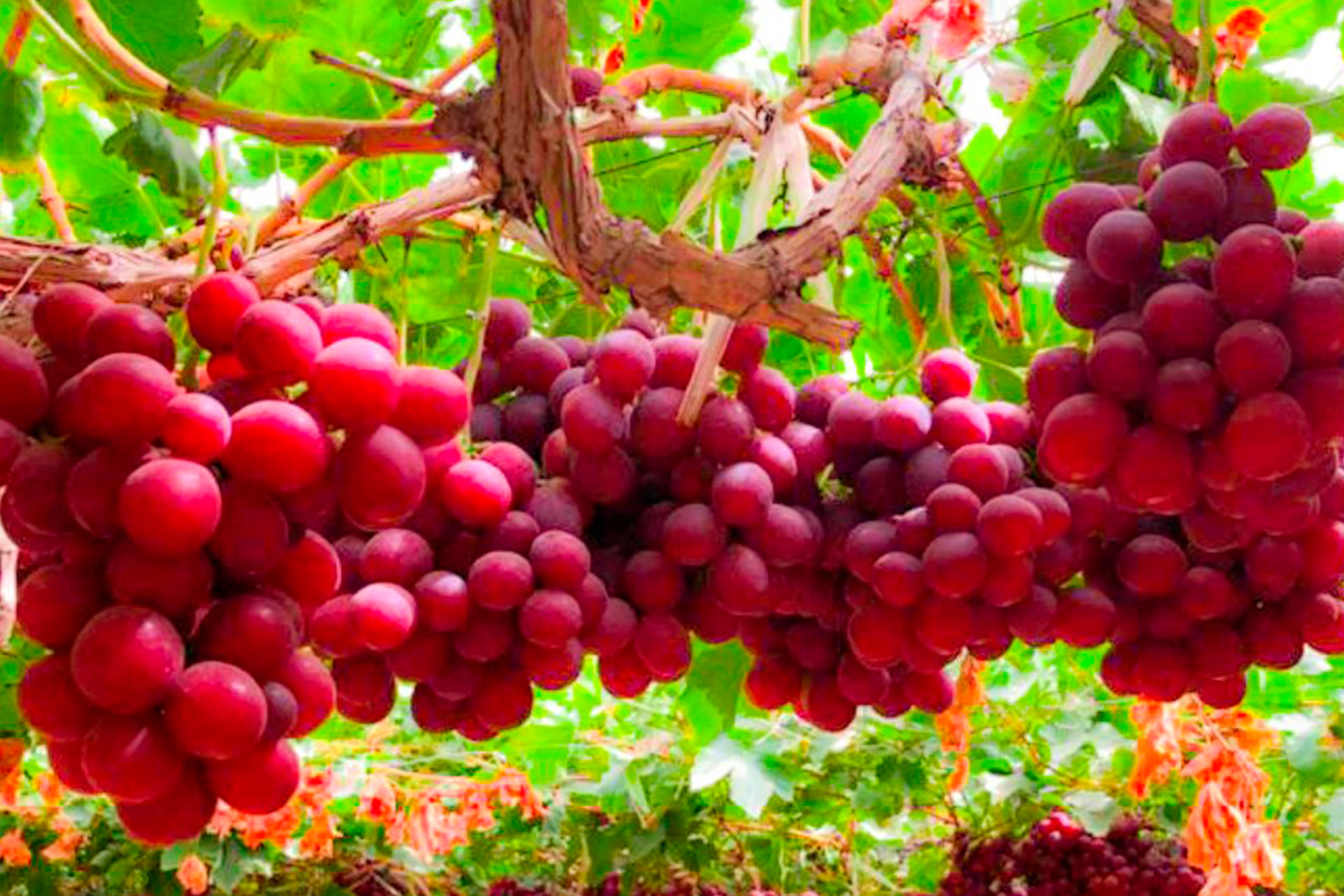 Sweet and crisp – grapes from the equator. | SanLucar